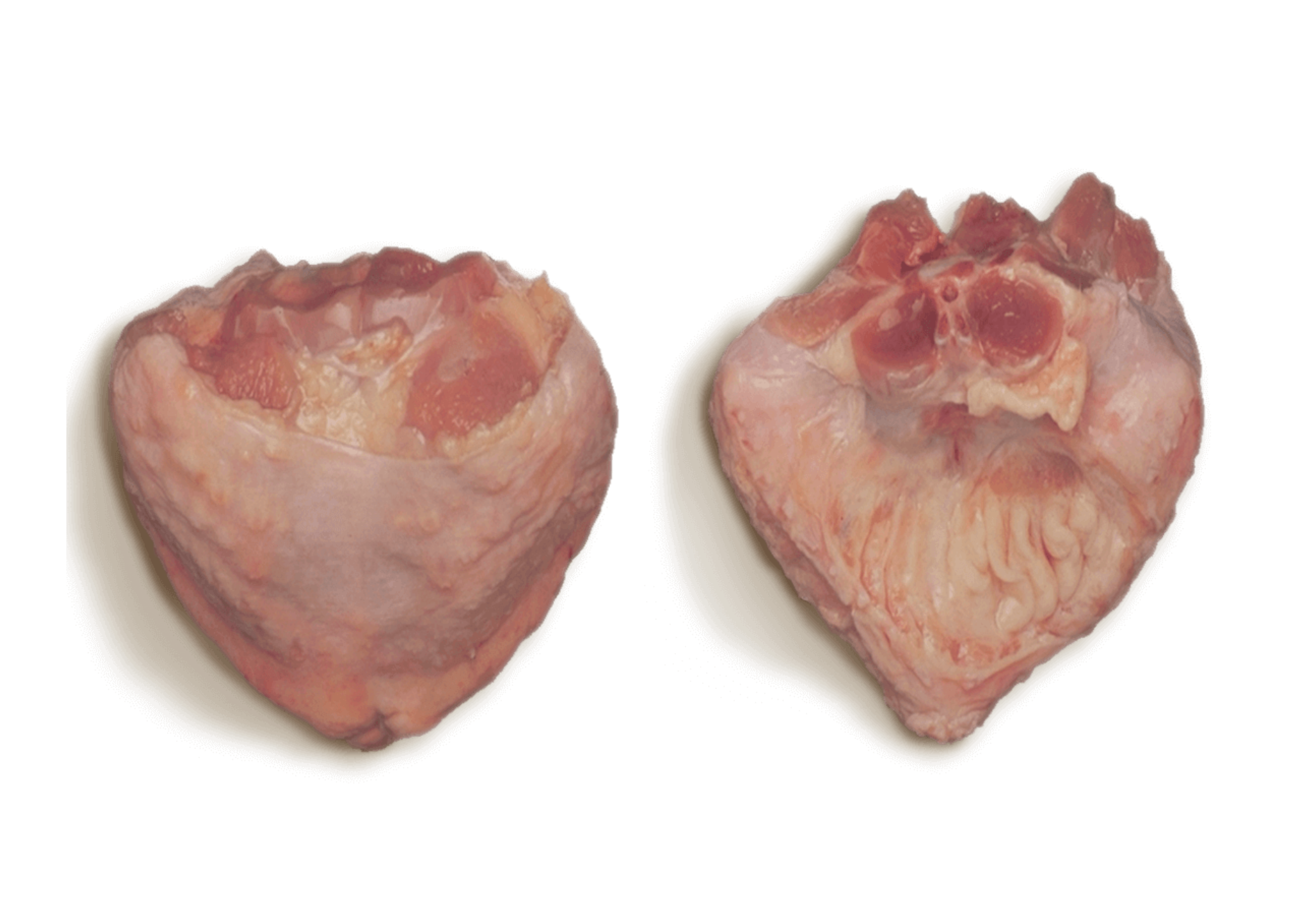 Turkey Tail – Like A Lion LLC